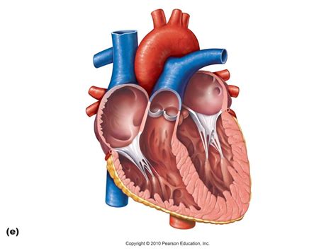 Heart Anatomy Fill In The Blank Diagram Quizlet