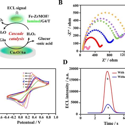 Schematic Illustration Of The Construction Of Developed Ecl Biosensor