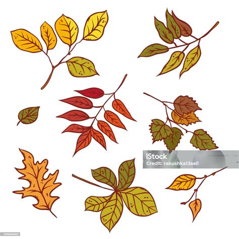 가을 단풍나무는 9월이나 10월잎이 가을을 설정합니다 벡터 개요 일러스트 스케치 다채로운 고립 된 가을 허브 분기 그래픽입니다 10월에 대한 스톡 벡터 아트 및 기타 이미지