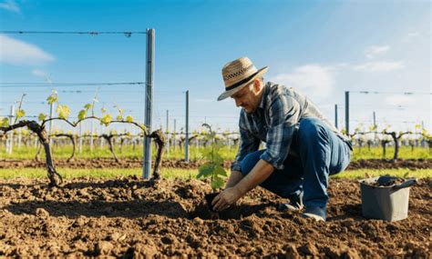 Como Plantar Uva Guia Fácil Para Começar Em Casa