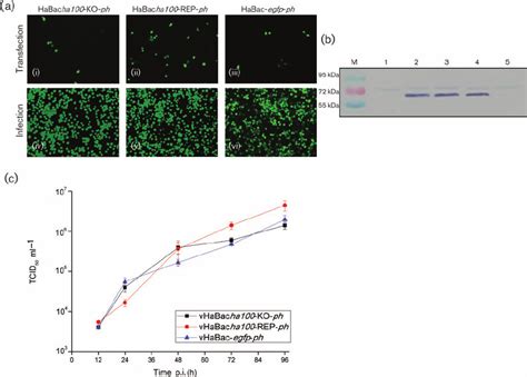 A Transfection And Infection Analysis Results Iiii Fluorescence
