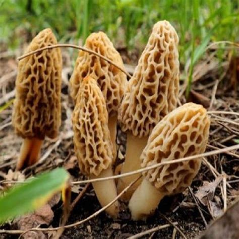 Morels Mushrooms Spawn Seeds Darazpk