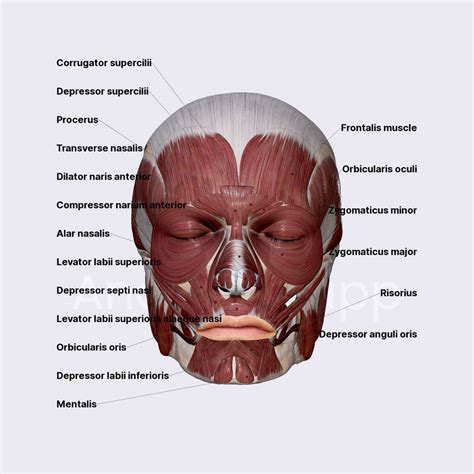 Learn Muscle Anatomy Occipitofrontalis
