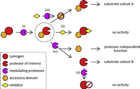 Proteolytic Networks Determine The Fate Of Bioactive Molecules Download Scientific Diagram