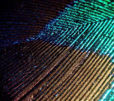 Peacock Feather Under A Stereo Microscope Scrolller