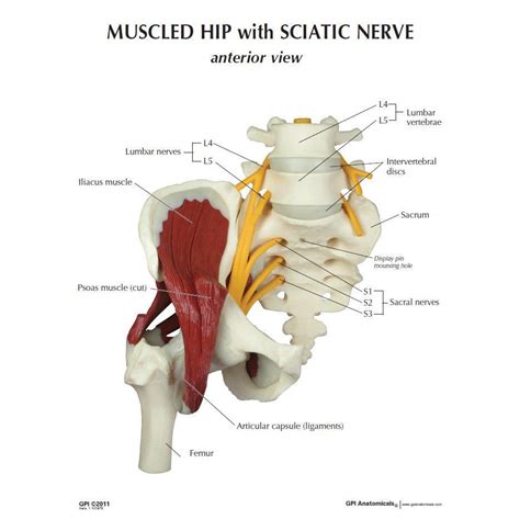 Pisces Healthcare Solutions Muscled Hip With Sciatic Nerve