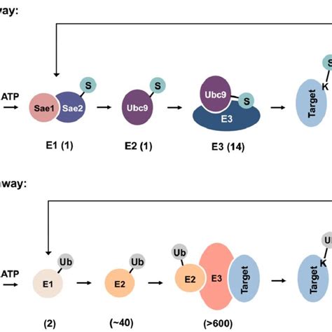 Schematics Of Sumoylation And Ubiquitylation Pathways Sumo Precursors