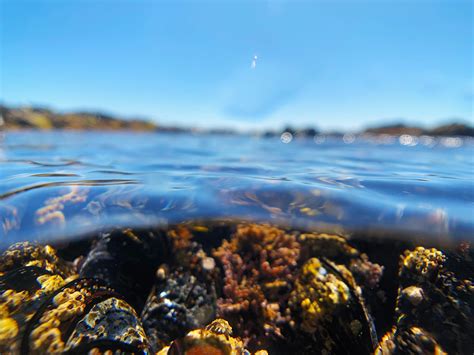 Published Research Applying Ensemble Ecosystem Model Projections To Future Proof Marine