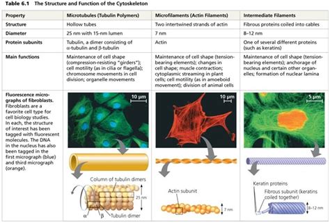 Cytoskeleton Diagram Quizlet