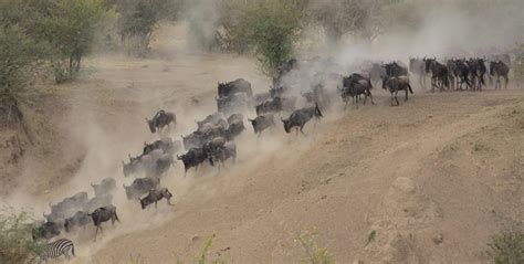 Best Time To Witness The Great Wildebeest Migration A Month By Month Guide