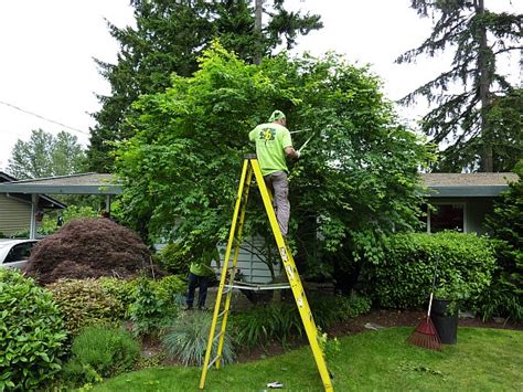 JD Tree Service Tree Pruning Tree Trimming Serving Seattle Eastside Including Redmond