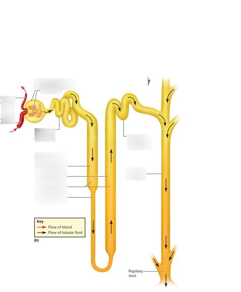 Nephron Loop Anatomy Diagram Quizlet