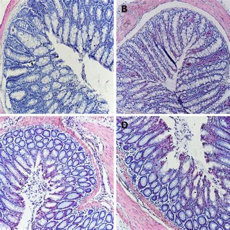 Effects Of Clostridium Butyricum On The Quantity And Functional Status