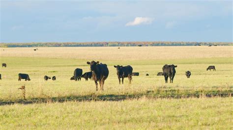 Premium Photo Black Cow On Grass Of Meadow Black Angus Cow Herd Grazing On Pasture Grassland