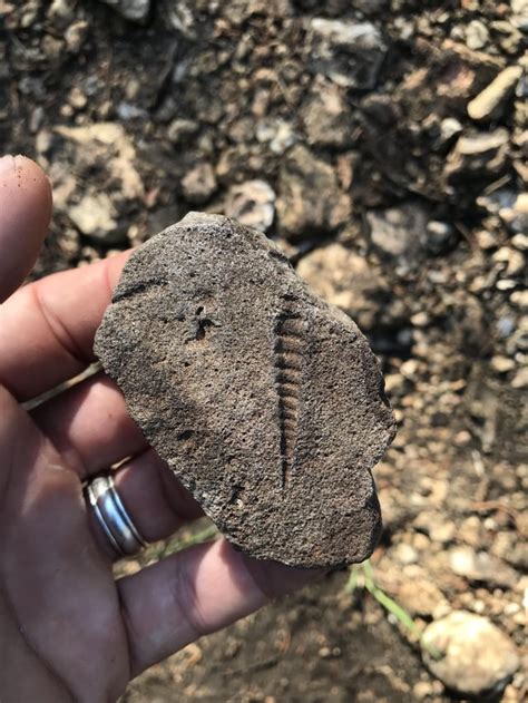 Fossil Found In Central Austin Texas Fossils