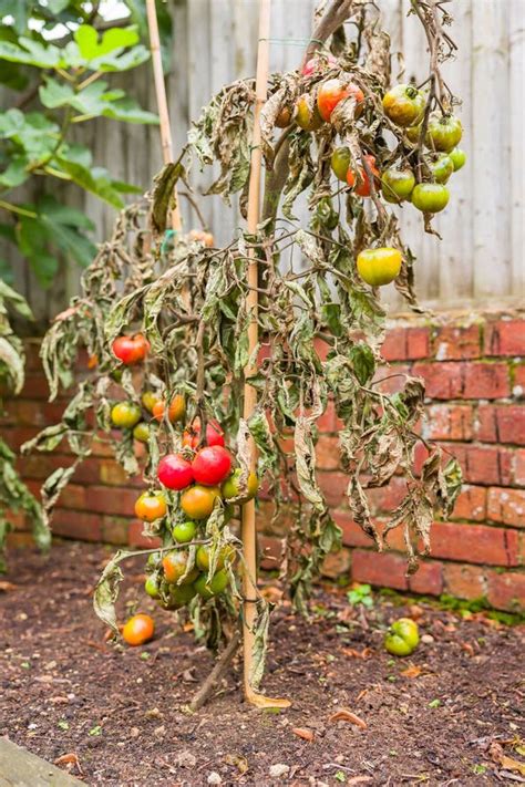 Tomato Blight Tomato Plants Wilt Disease In Garden Uk Stock Image Image Of Fungal Symptom
