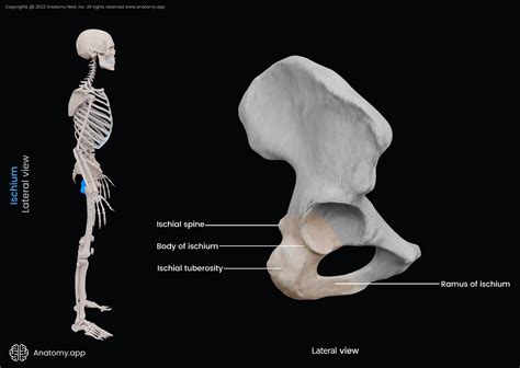 Ischium Encyclopedia Anatomy App Learn Anatomy 3d Models Articles And Quizzes