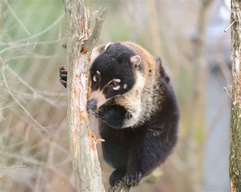 White Nosed Coati Facts Diet Habitat And Pictures On Animaliabio