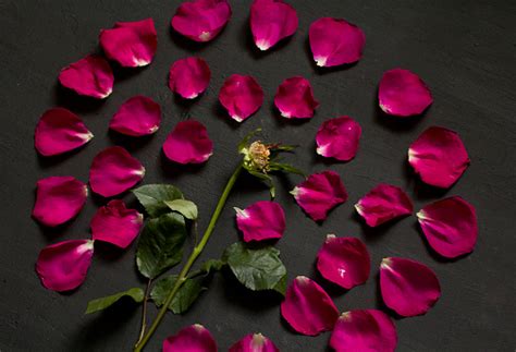 검은 어두운 배경에 분홍색과 빨간색 장미의 아름다운 꽃 만다라 기하학적 꽃 구성 장미는 꽃잎 위에 누워 꽃 만다라 플랫 레이 맨 위 보기 텍스트에 대한 복사 공간 꽃 식물에