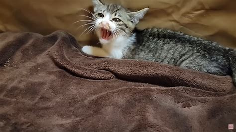 猫風邪の我が子を、母猫が「保護してください」と連れてきて 威嚇していた子猫が心を開く姿にグッとくる Lmika2209nico6
