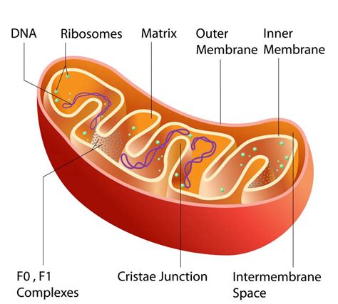 Structure And Function Of Mitochondria Diverses Structures
