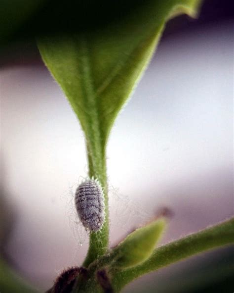 Листни въшки по цветята Български Фермер