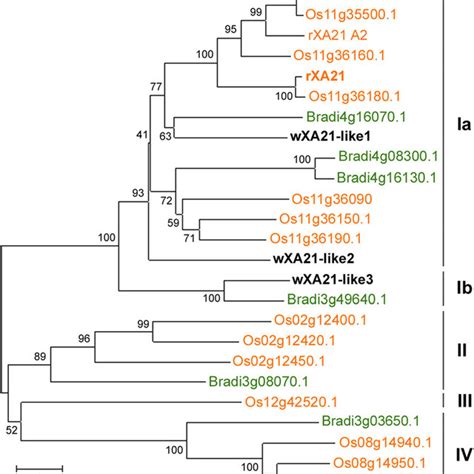 The Rar1 Sgt1 Hsp90 Protein Complex A Schematic Representation Of Download Scientific
