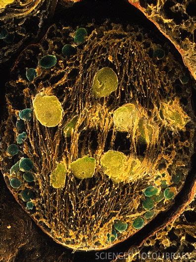 Stunning Scanning Electron Micrograph Of Cell Division