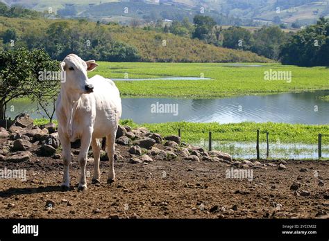 Cattle Nellore In Confinement On A Farm In Countryside Of Brazil