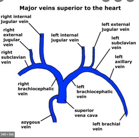 Left Subclavian Vein Anatomy