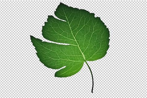 Premium Vector Leaf Vector