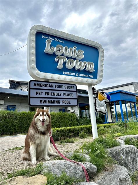 반려생활 애견동반식당 미국 남부식 바베큐 맛집 신상식당 양주 루이스타운