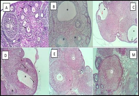 Eurasian Chemical Communications Articles List