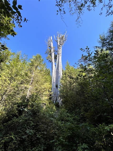 Western Red Cedar Tree In Washington State Western Redcedar—tree Of