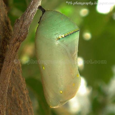 Plain Tiger Butterfly Pupa Nature Cultural And Travel Photography Blog
