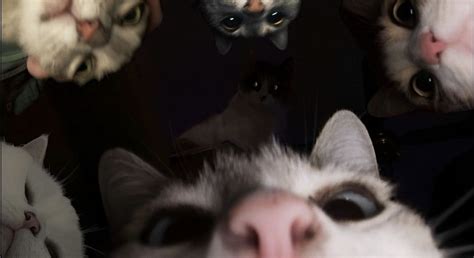 Adorable Cats Looking Up At The Camera Kitties Meow Widgets