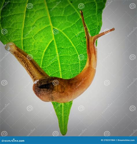 Close Up Snail Naked And Slimy Stock Photo Image Of Leaf Naked