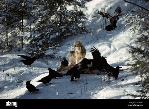 Timber Wolf Canis Lupus Feeding On Carcass With Common Raven Corvus