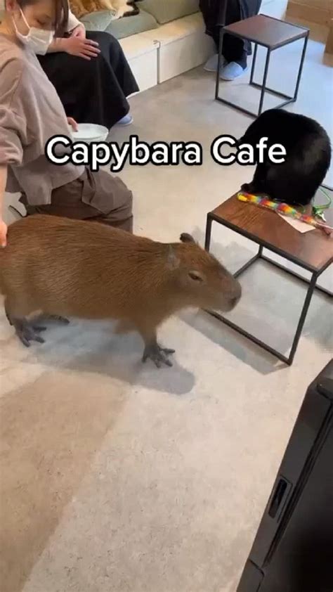 кафе с капибарами Капибара Япония Свинки