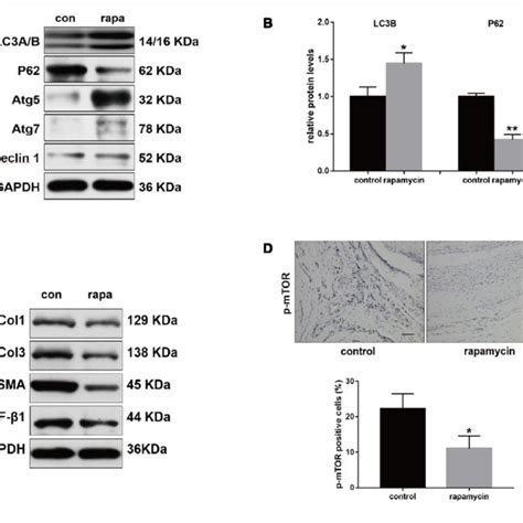 Rapamycin Treatment Suppresses Tenocyte Proliferation A Cck8