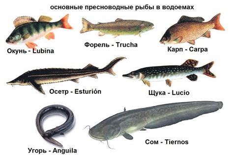 Польза речной рыбы для человека