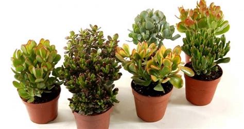 Денежное дерево: уход в домашних условиях за суккулентным растением