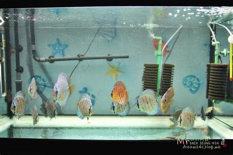 우파루파 분양 받아 키우기 도전~ 우파루파 사육 초기 셋팅 네이버 블로그