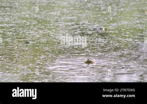 Puff Cheeks Stock Videos And Footage Hd And 4k Video Clips Alamy