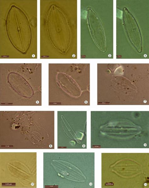 Bacillariophyta On The Polyethylene Film In Neustoplastics Of The North