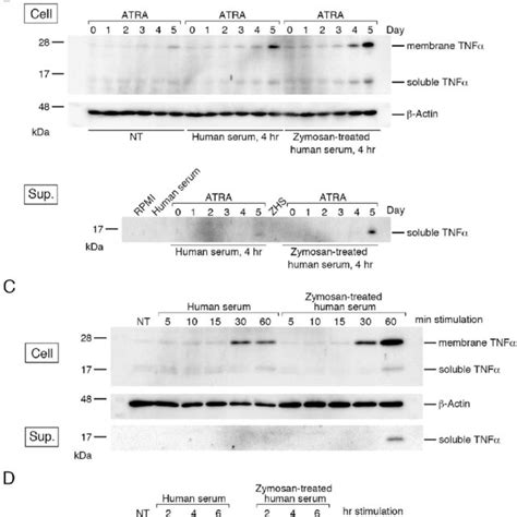 Schematic Diagram Of The Hypothesis That Complement Induced Tnfα