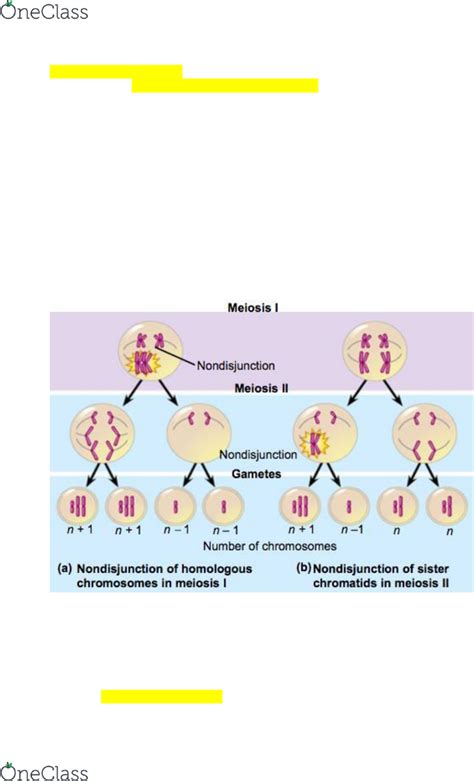 Trisomy Meiosis