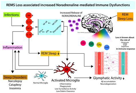 Microglia Activation And Noradrenergic System Encyclopedia Mdpi