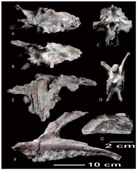 8 Idées De Dinosauria Leshansaurus Dinosaure Paleontologie Animaux Préhistoriques 8 Idées De Dinosauria Leshansaurus Dinosaure Paleontologie Animaux Préhistoriques