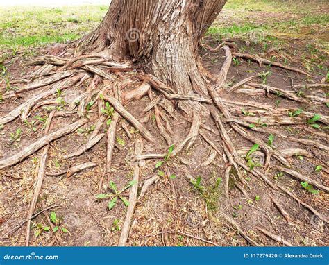 Roots Stock Photo Image Of Tangled Dirt Tree Roots